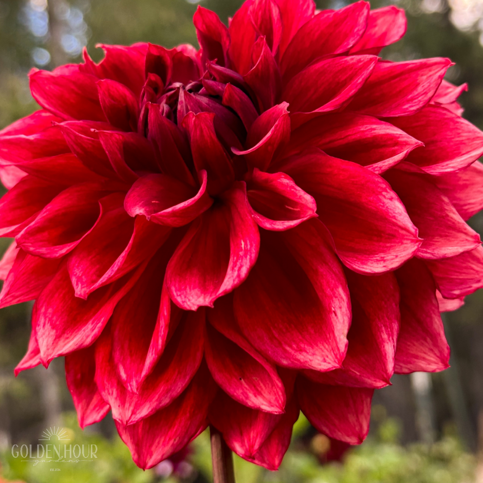 Dahlia Tuber Sale 2025 – Page 3 – Golden Hour Gardens