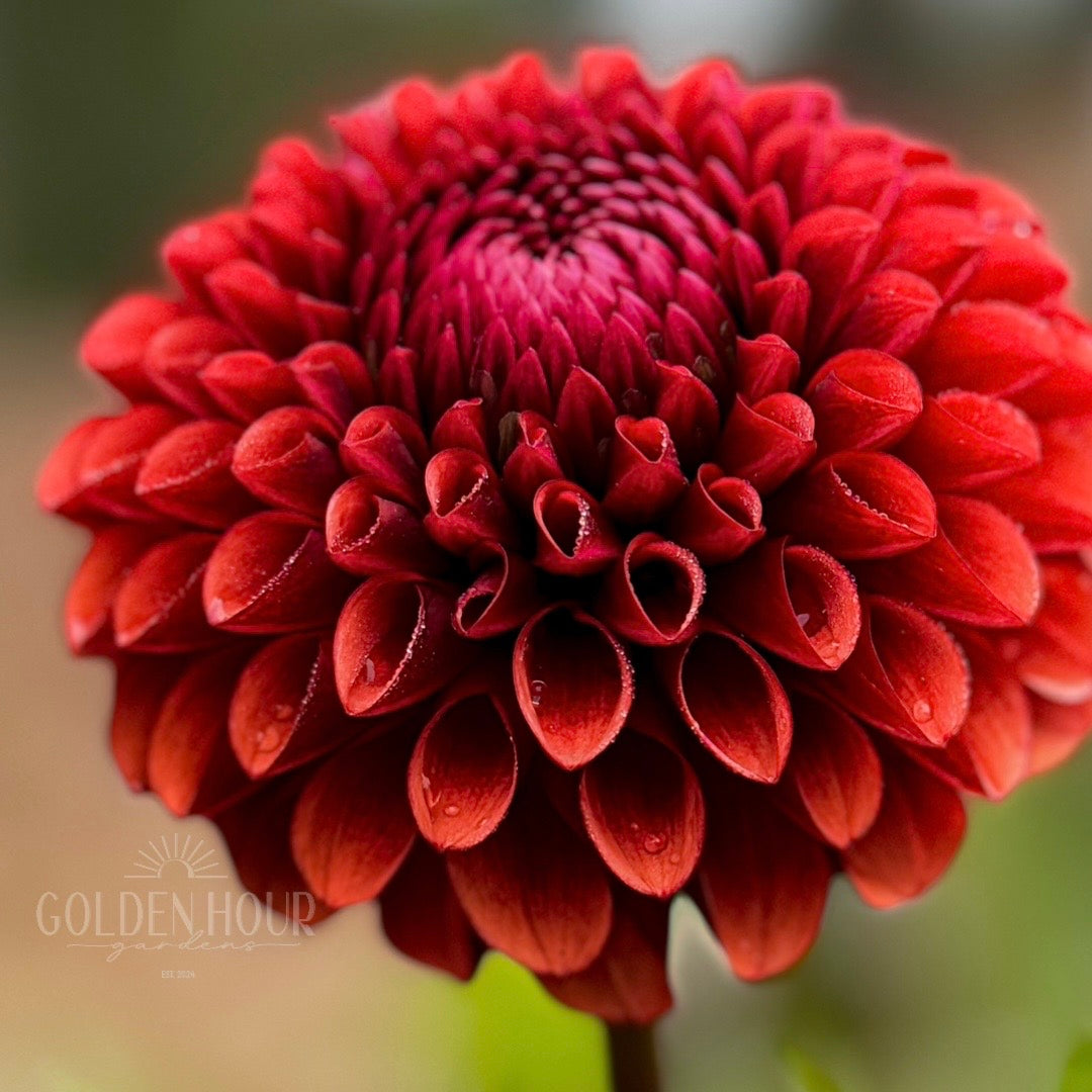 Copper Boy Dahlia Tuber Golden Hour Gardens copper-boy-dahlia-tuber-golden-hour-gardens