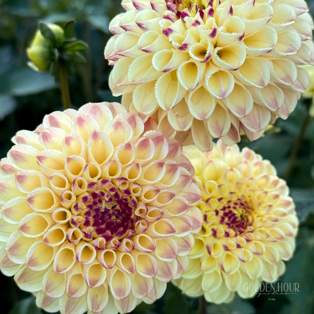 Ferncliff Spice – Golden Hour Gardens